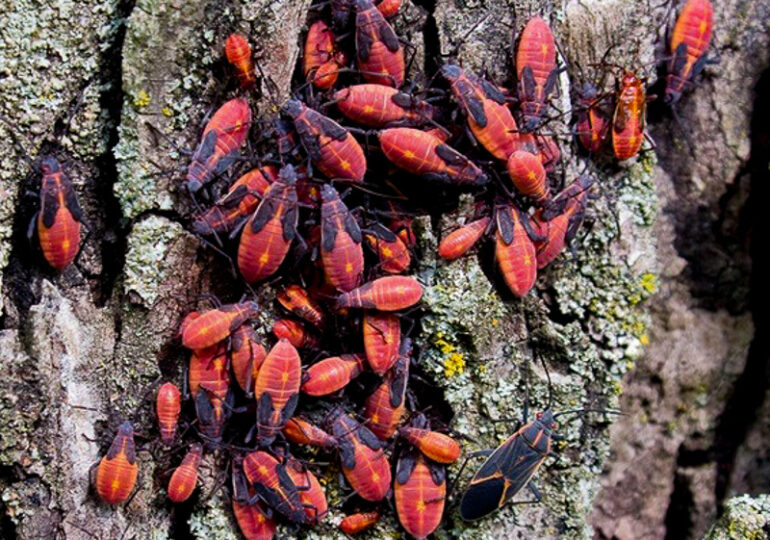 ¿Qué es el chinche del arce?: Nueva plaga de insecto genera problemas ...